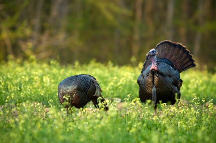 What Do Wild Turkeys Eat? – Afield Daily