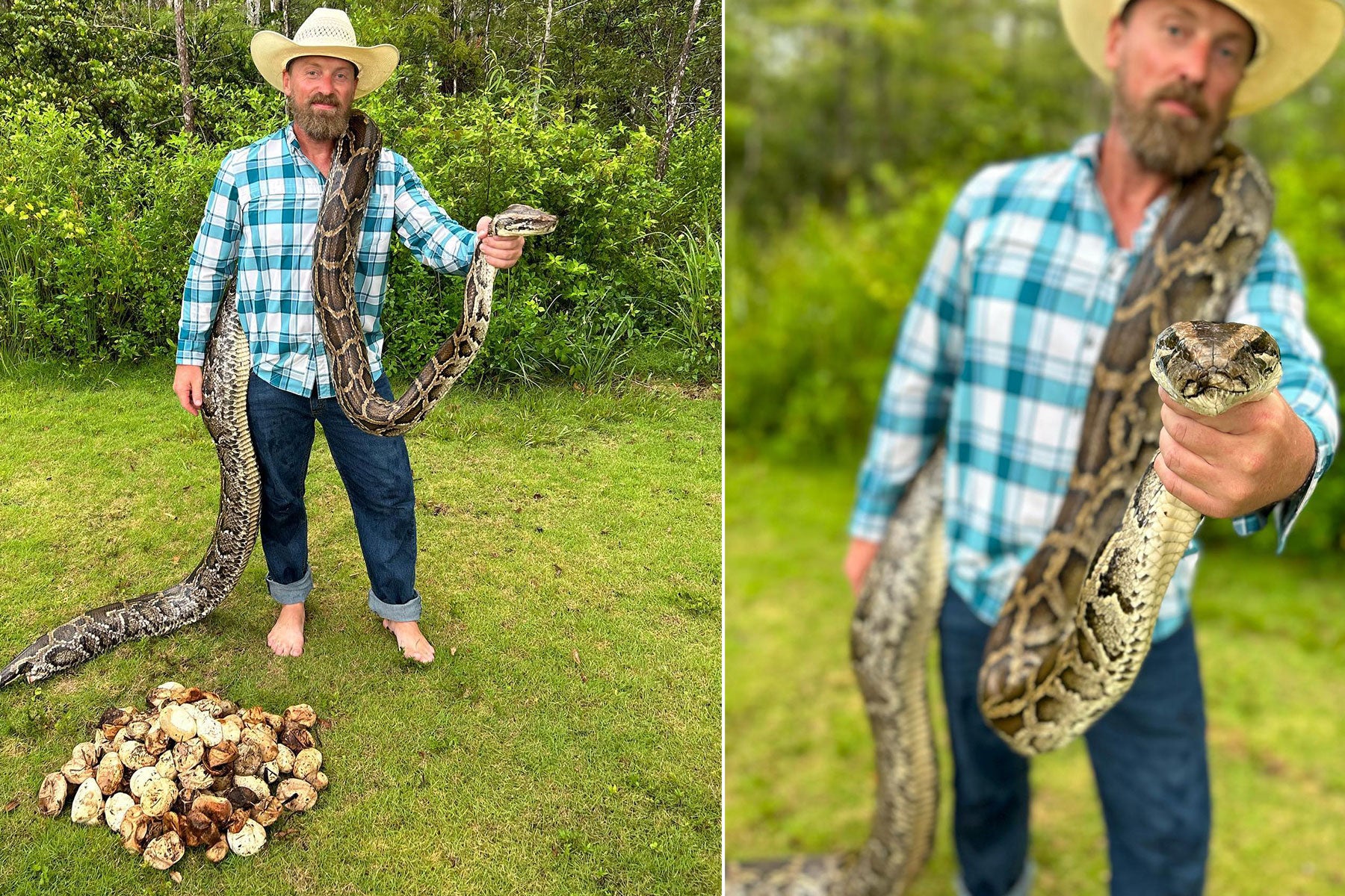 Watch a Florida Snake Hunter Capture a Python Sitting on a Nest with ...