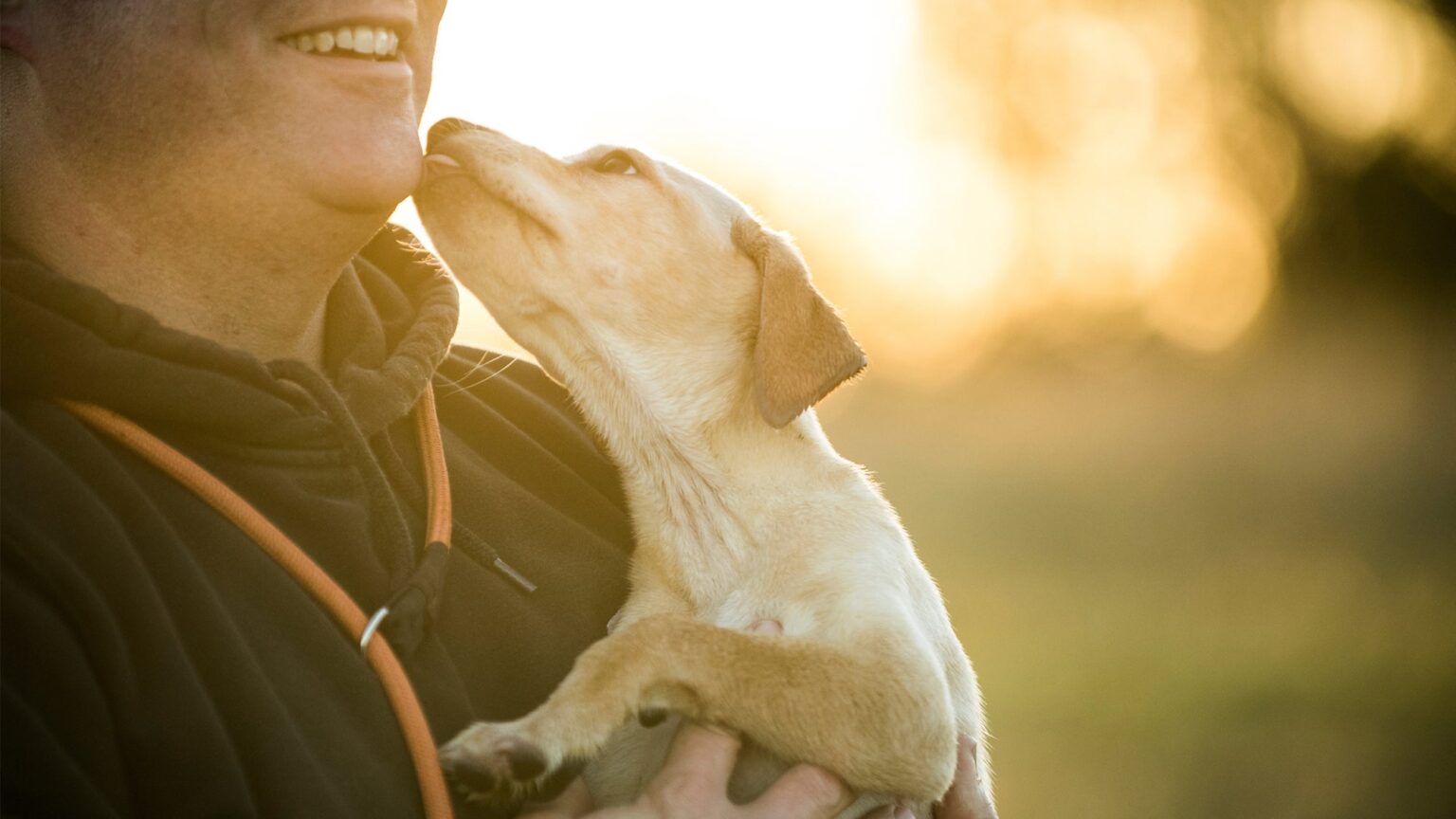 30 Best Gun Dog Names Afield Daily 30 Best Gun Dog Names Afield Daily