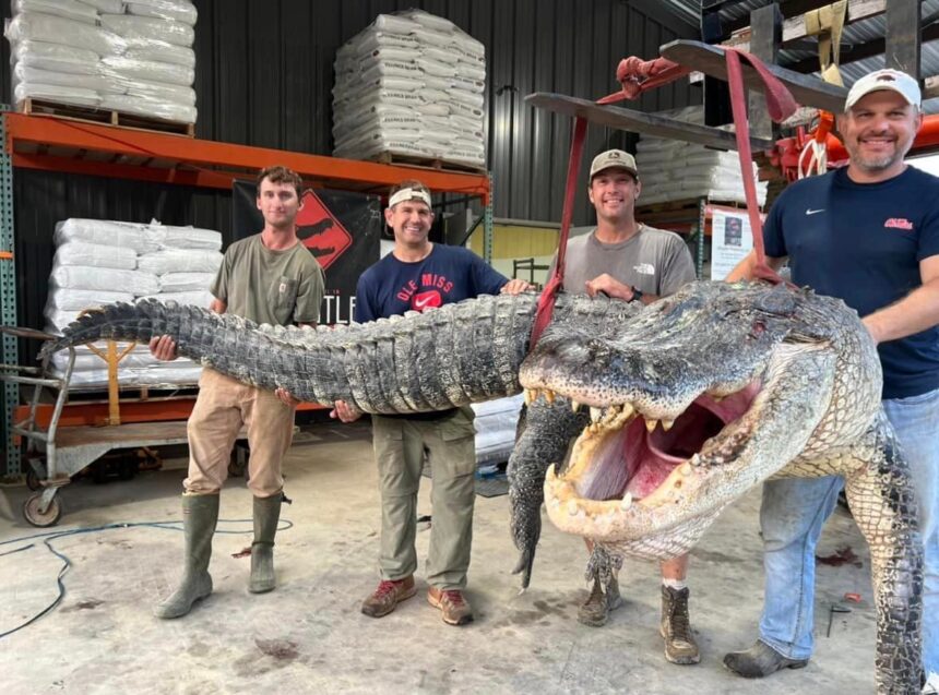 Hunters Catch Mississippi State Record Alligator After 7-Hour Fight ...
