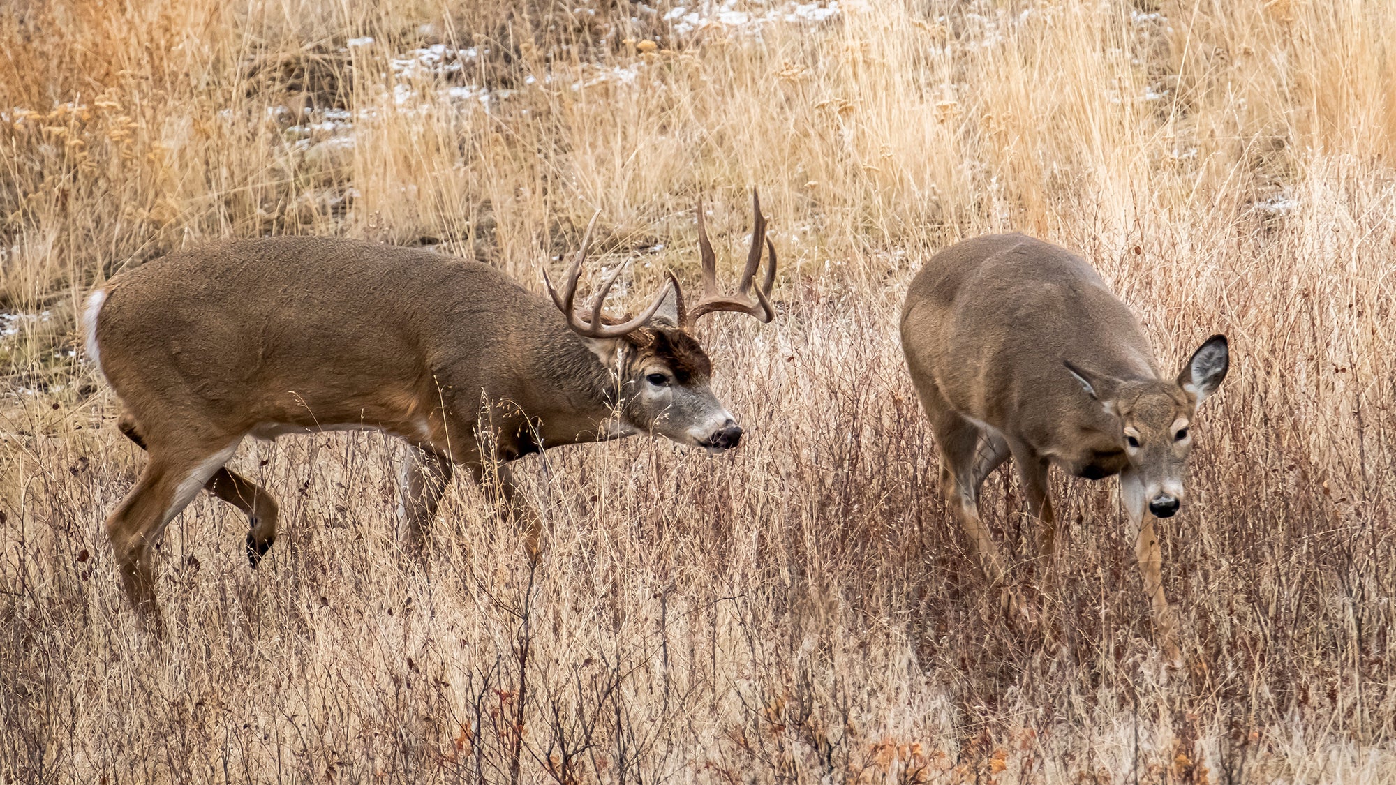 What Is Rutting? A Breakdown of Deer Breeding Seasons – Afield Daily