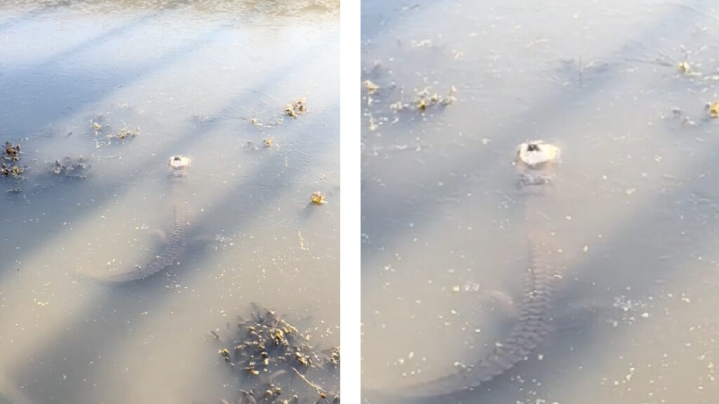 Watch: Alligator Frozen in Icy Pond Is Very Much Alive – Afield Daily