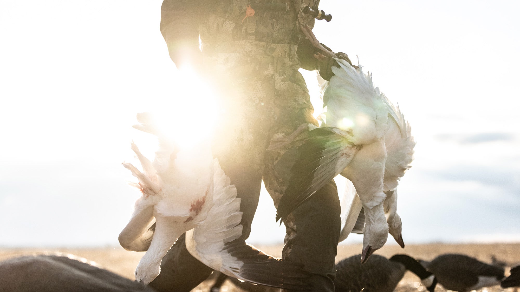 Snow Goose Hunting: A Beginner’s Guide – Afield Daily