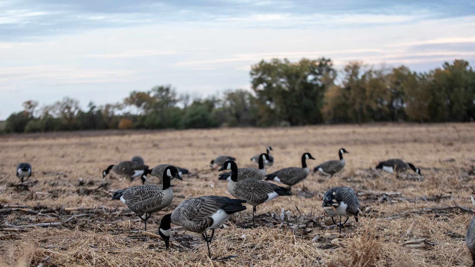 Best Goose Decoys: A Guide to the Perfect Spread – Afield Daily