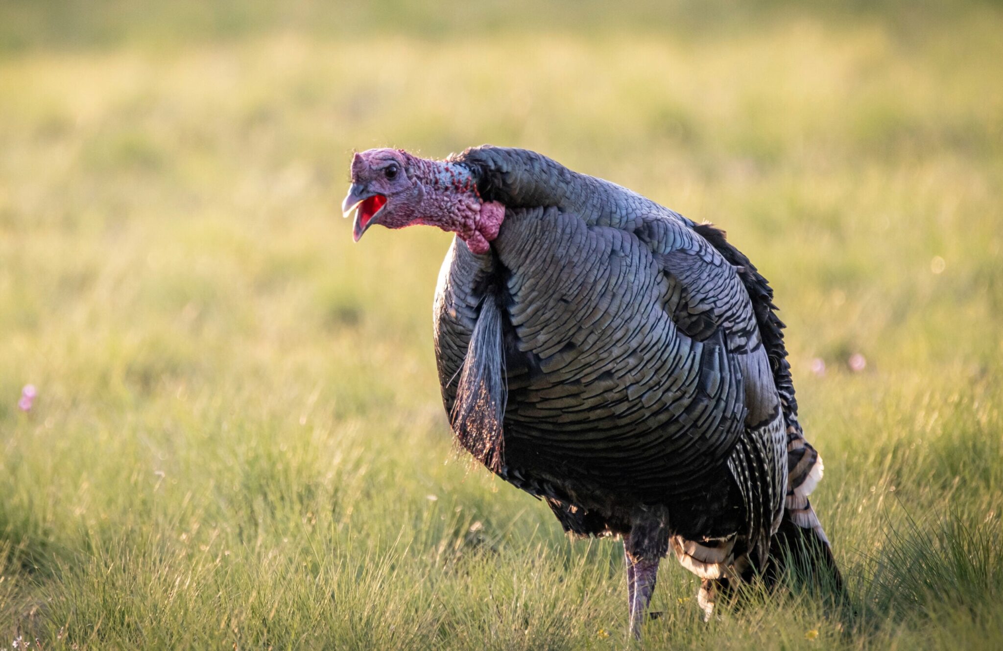 5 Tips for Hunting Turkeys in Wide Open Country – Afield Daily